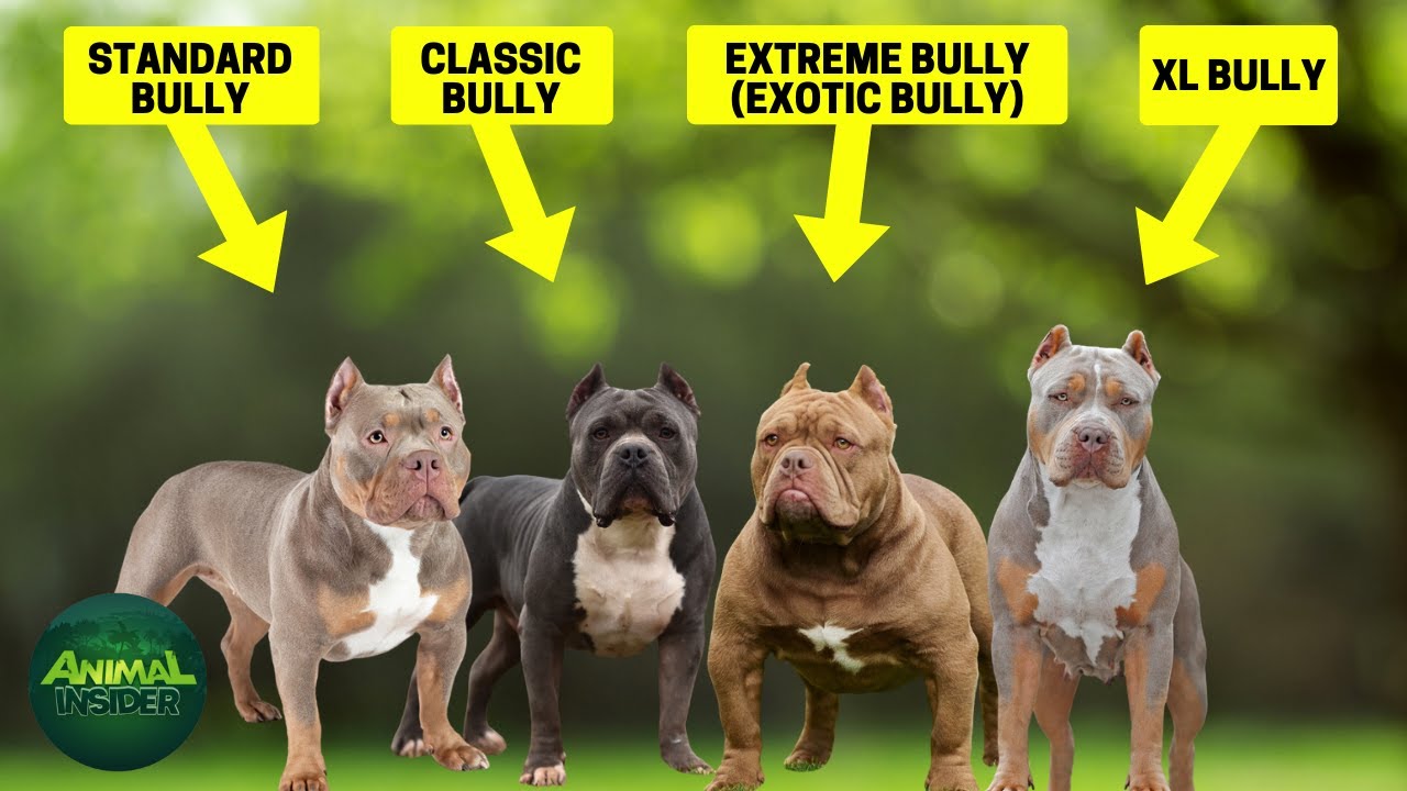 American Bully Extreme Mr Perros american-bully-extreme-mr-perros